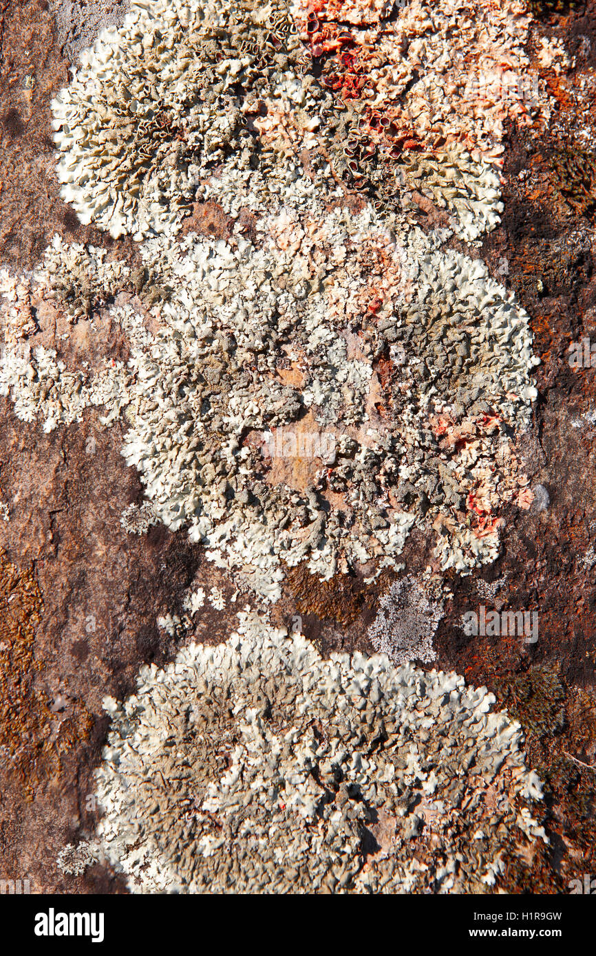 Lichen detail in a rock background in a warm tone. Vertical Stock Photo ...