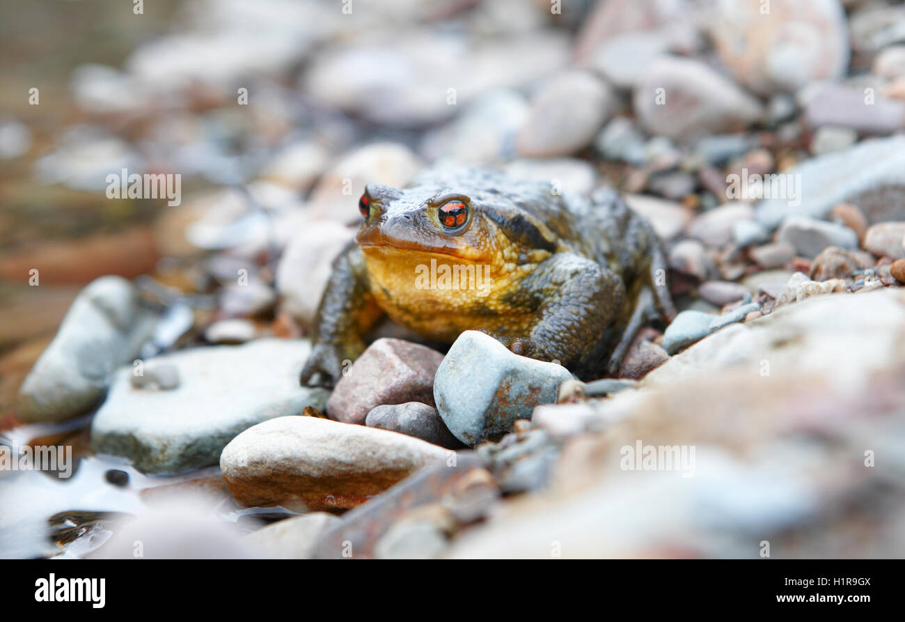 Jump over horizontal hi-res stock photography and images - Alamy