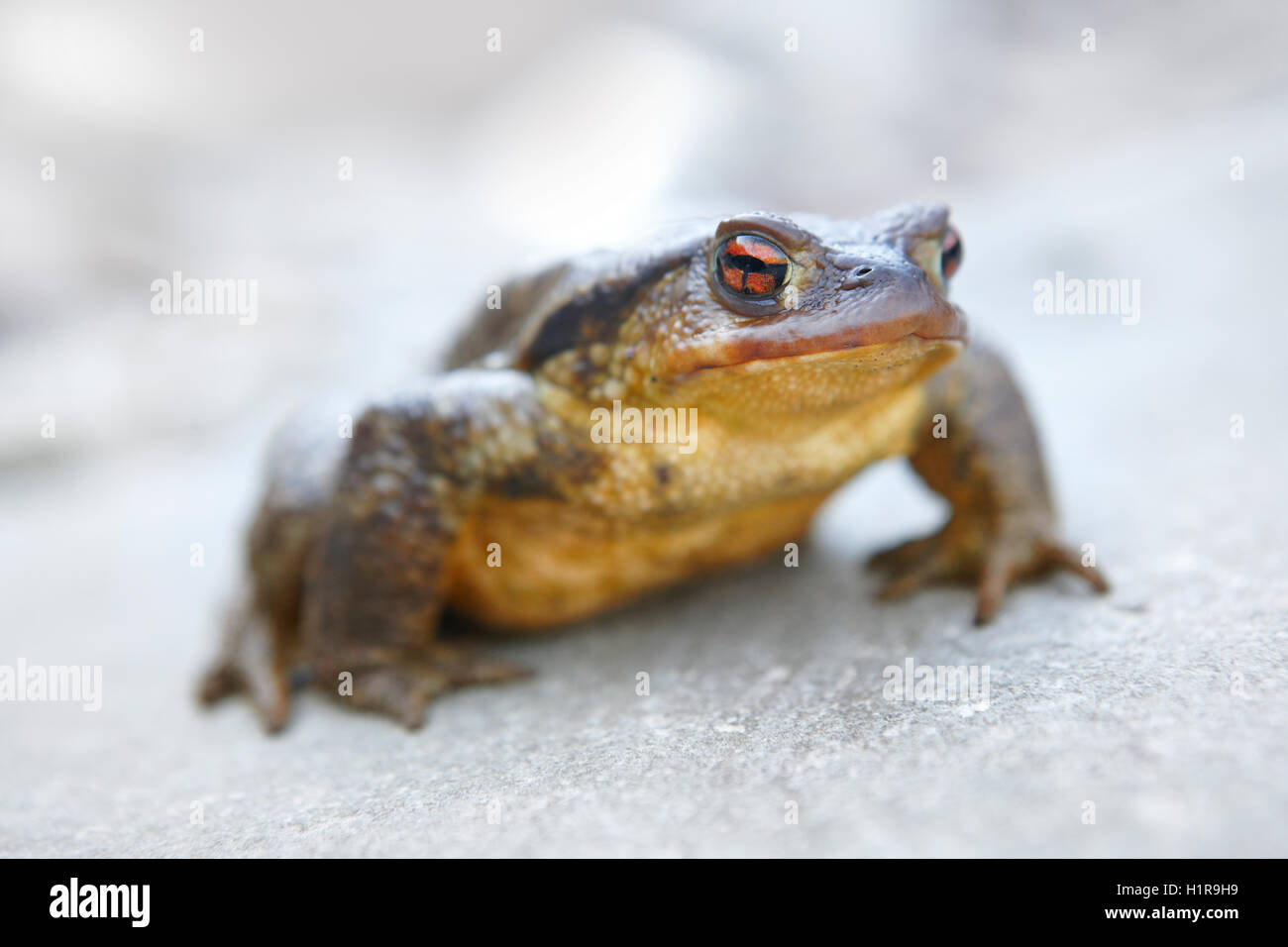 Horizontal jump hi-res stock photography and images - Alamy