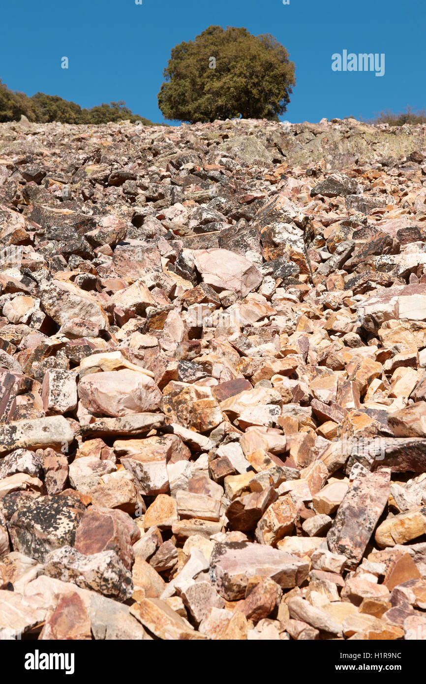 Landscape with rocky ground and tree in Cabaneros, Spain. Vertical ...