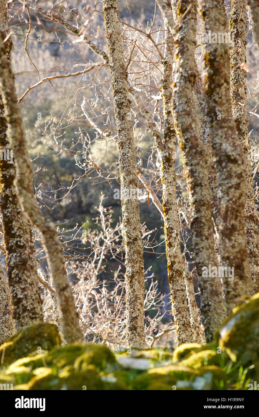 Real time tree hi-res stock photography and images - Alamy