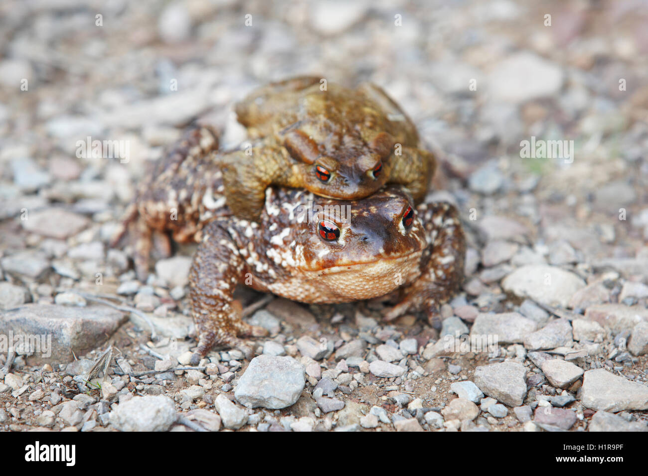 Female and male toads breeding on the ground, Spain. Horizontal Stock ...
