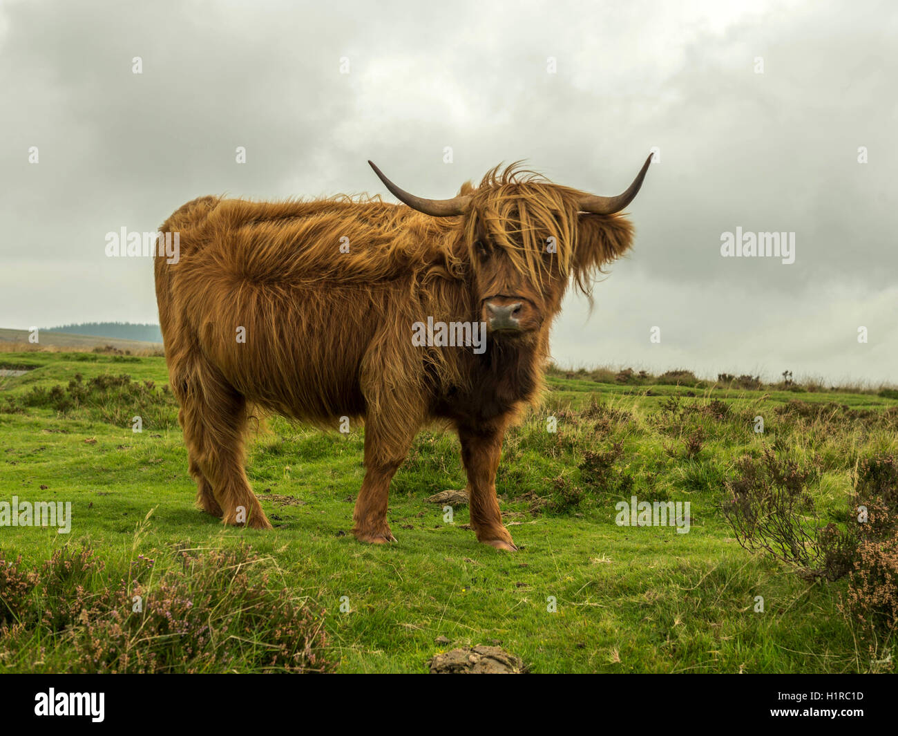 Highland cattle, grazing in the foreground within the Dartmoor National ...