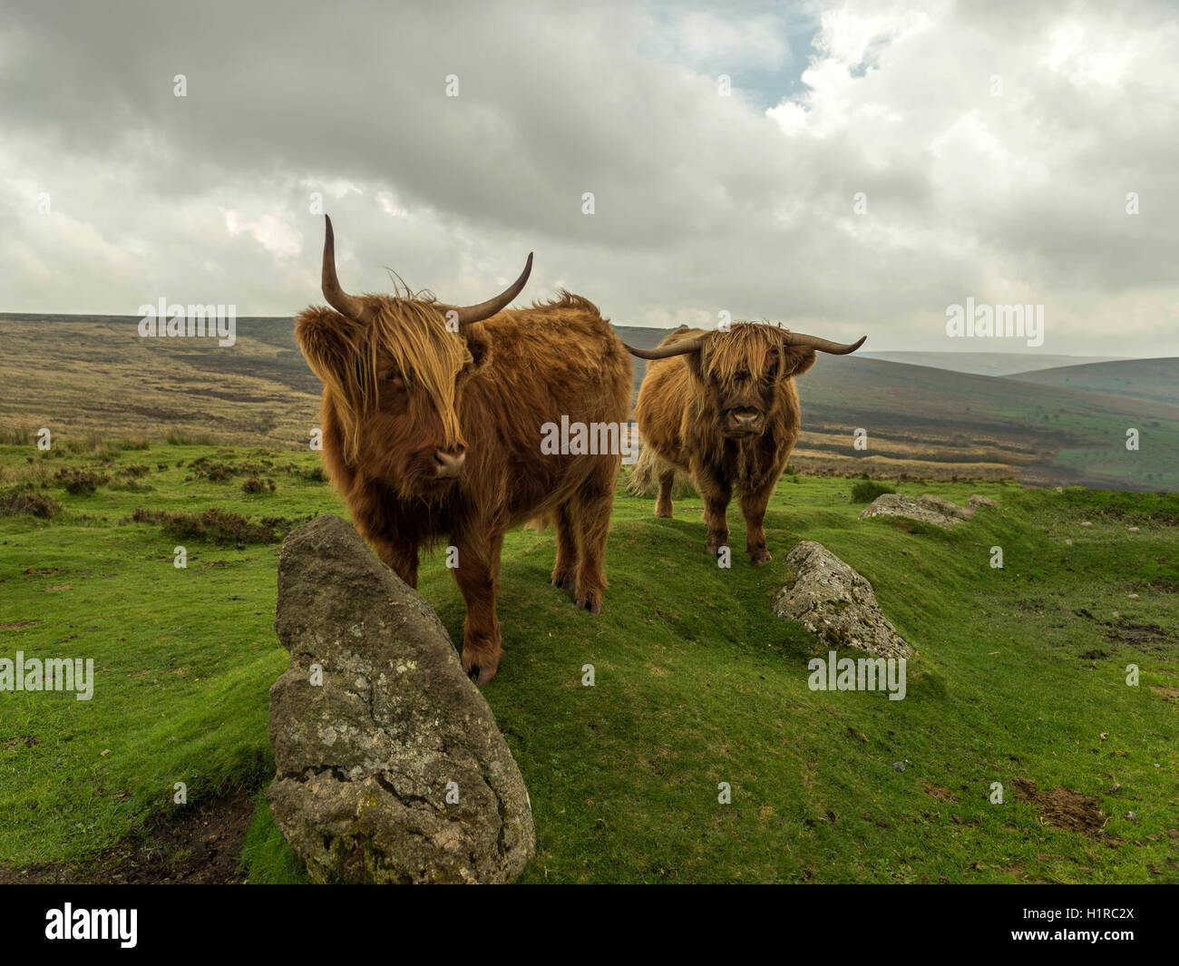 Highland cattle, grazing in the foreground within the Dartmoor National ...