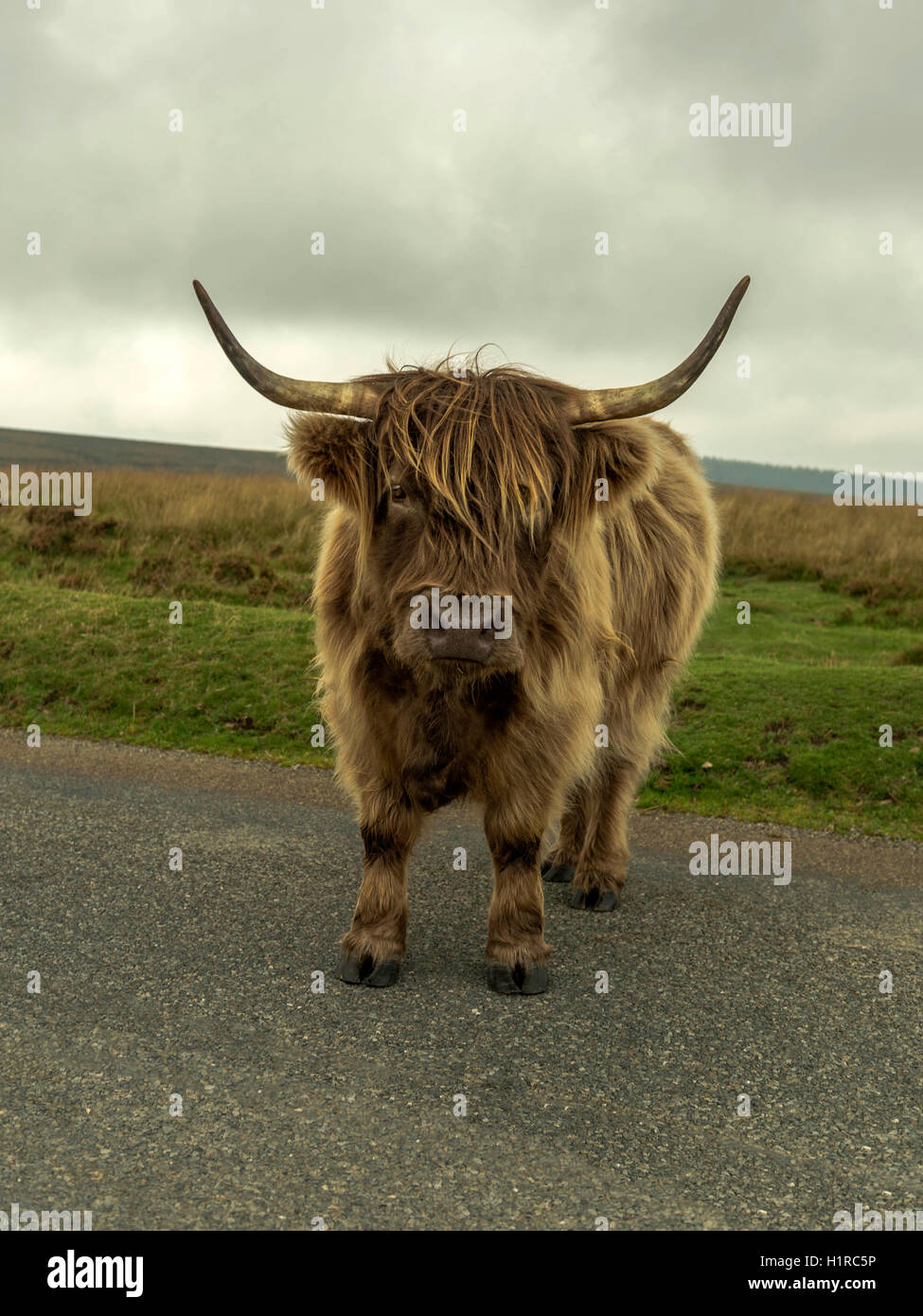 Shaggy highland cow hi-res stock photography and images - Alamy