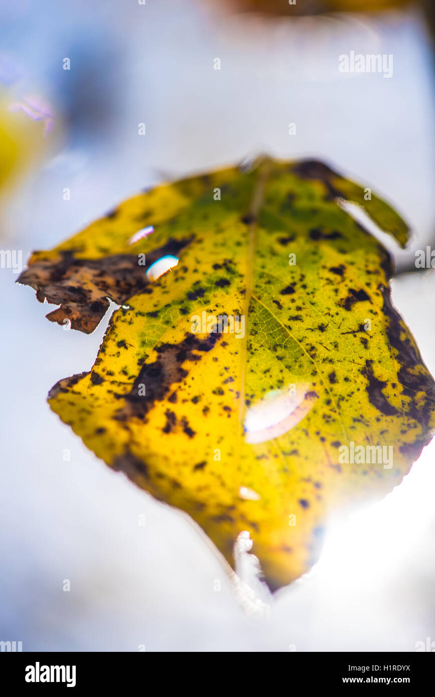 Autumn color change on a leaf Stock Photo - Alamy