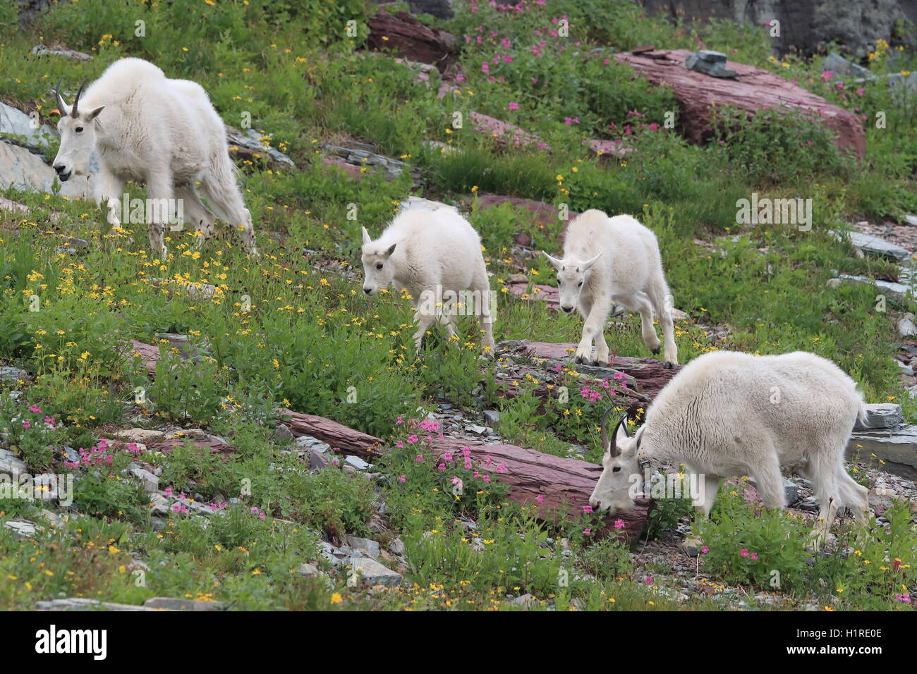 Mountain Goat Oreamnos americanus Glacier National Park Montana USA ...