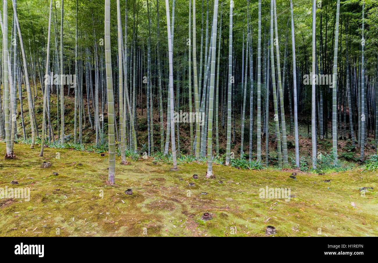 Bamboo temple gardens kyoto hi-res stock photography and images - Alamy