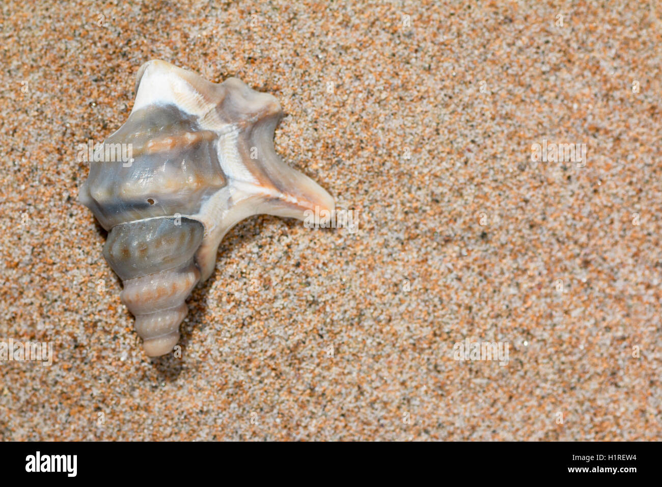 shell on sand Stock Photo - Alamy