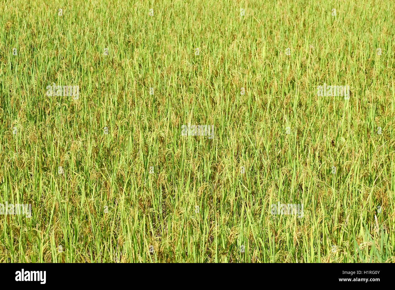 Green rice field Stock Photo - Alamy