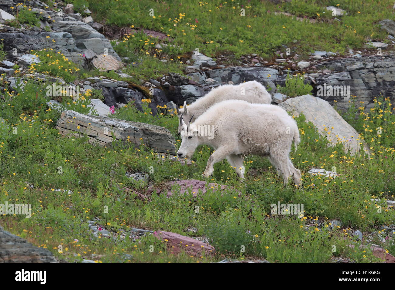 Mountain Goat Oreamnos americanus Glacier National Park Montana USA ...