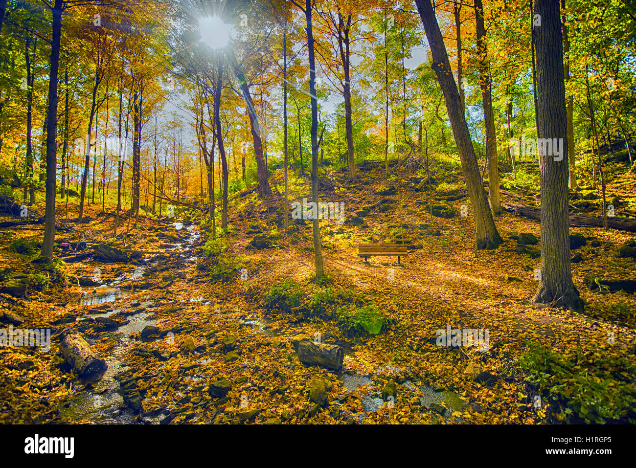 Beautiful forest view hi-res stock photography and images - Alamy