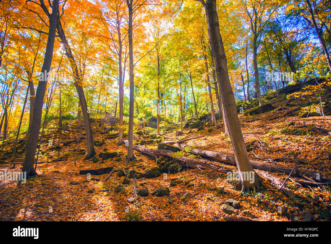 Beautiful forest view with fall color branches, taken in Dudas ...