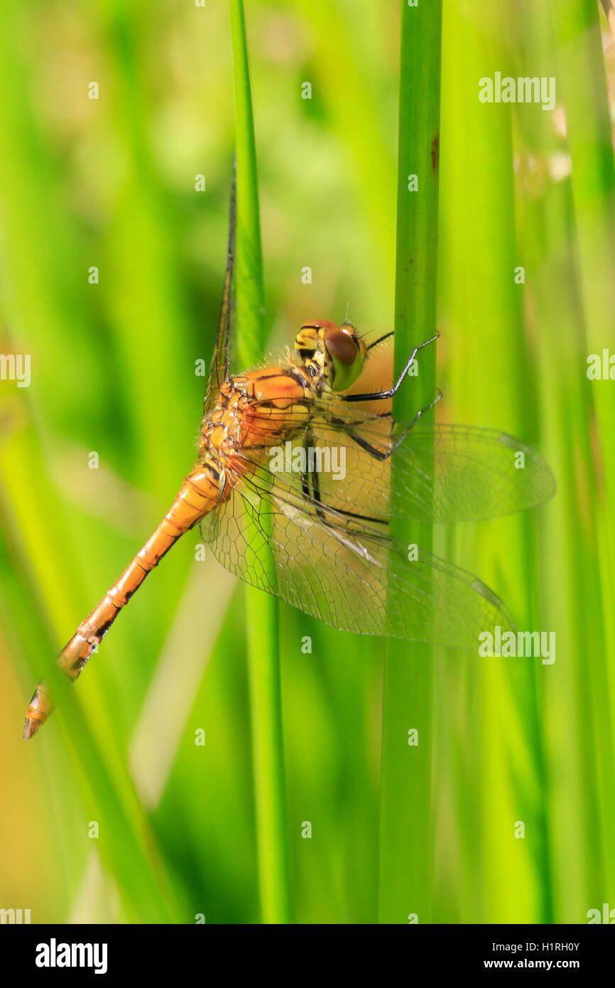Dragonfly perched on a stem of grass Stock Photo - Alamy