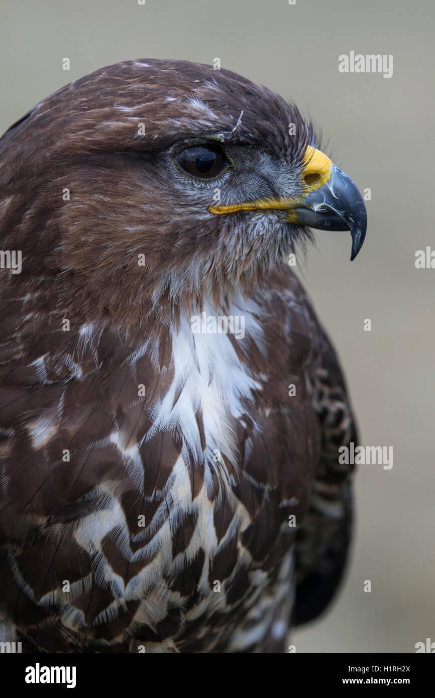 Beautiful close-up portrait shot of a Buzzard Stock Photo - Alamy