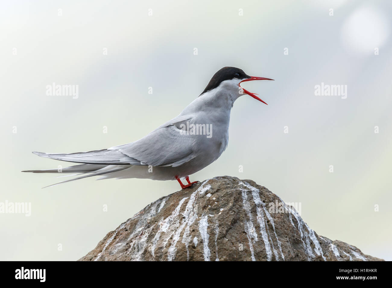 Arctic tern screaming on rock Stock Photo - Alamy