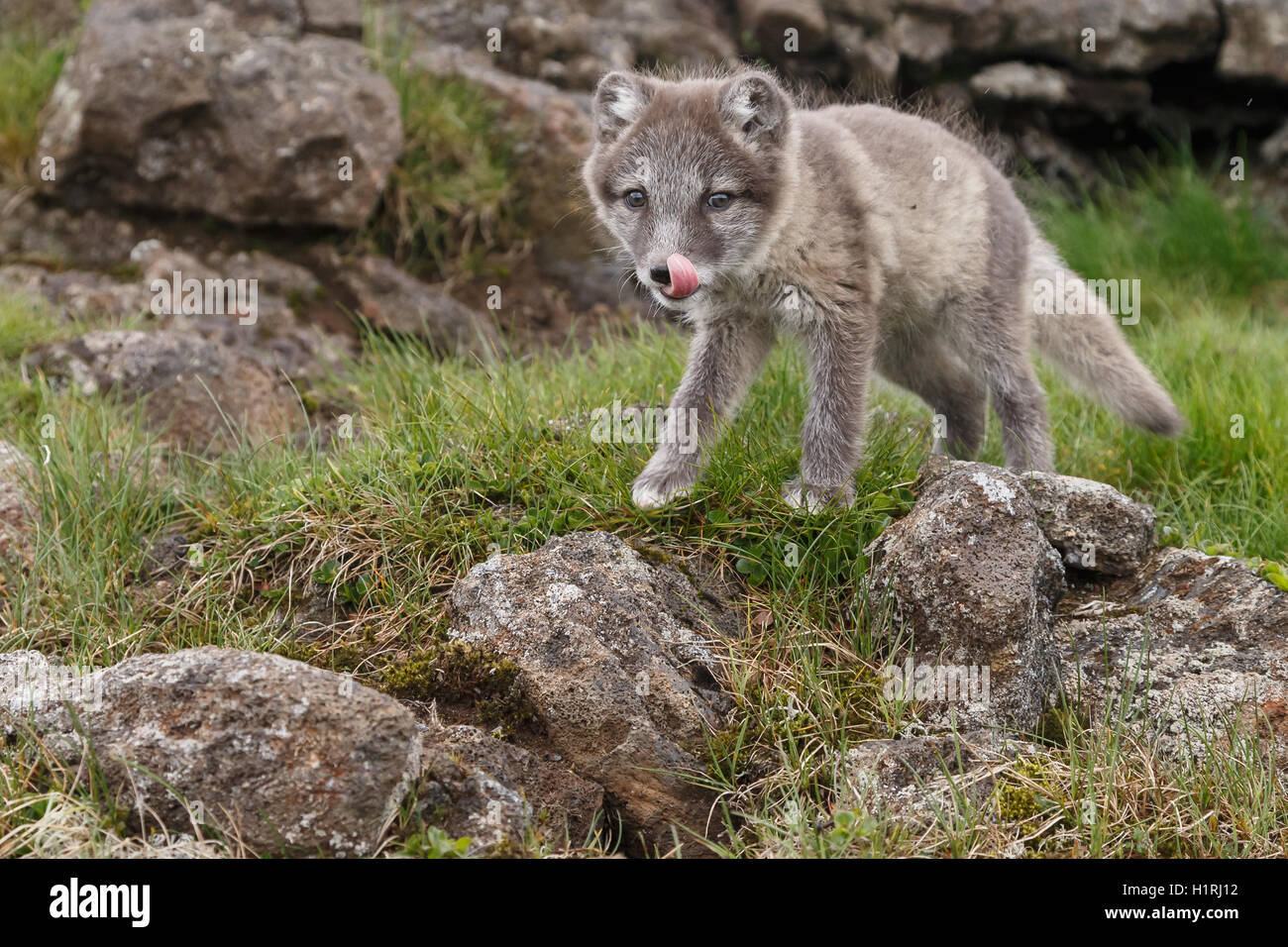 Playful arctic fox cub Stock Photo - Alamy