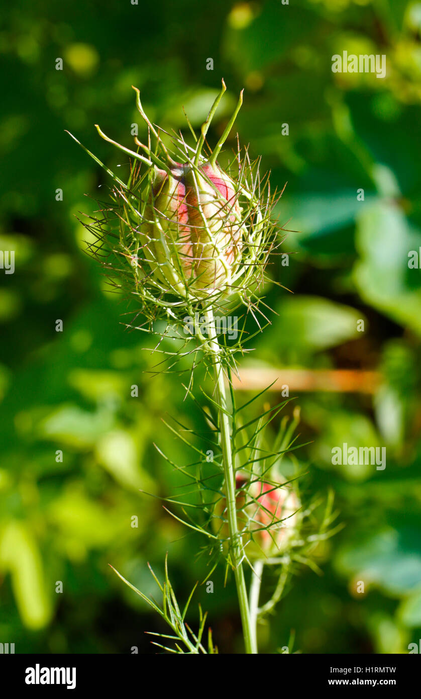 Nigella Seed Pods High Resolution Stock Photography and Images - Alamy