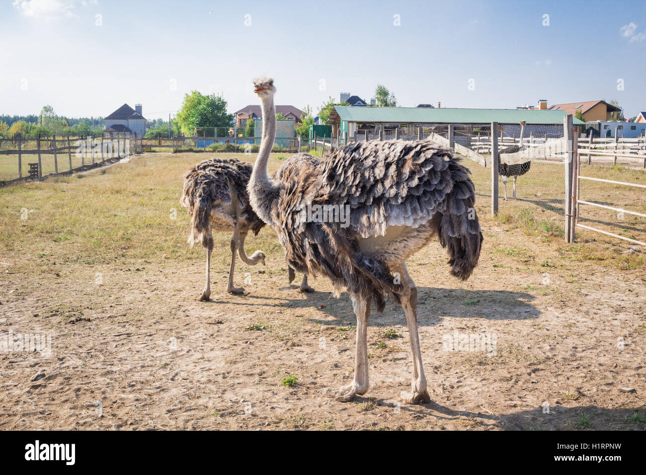 Ostrich birds on ostrich farm countryside Stock Photo - Alamy