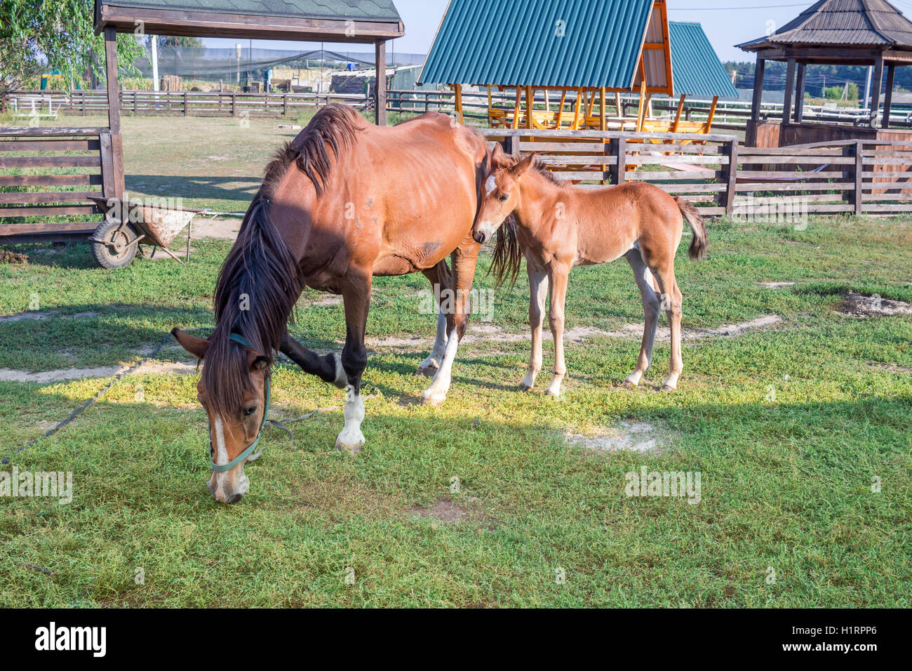 Little horse foal and its mother feed on green grass at farm ...