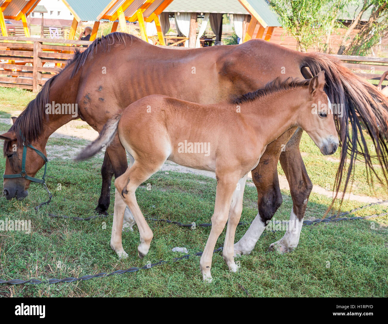 Baby horse hi-res stock photography and images - Alamy