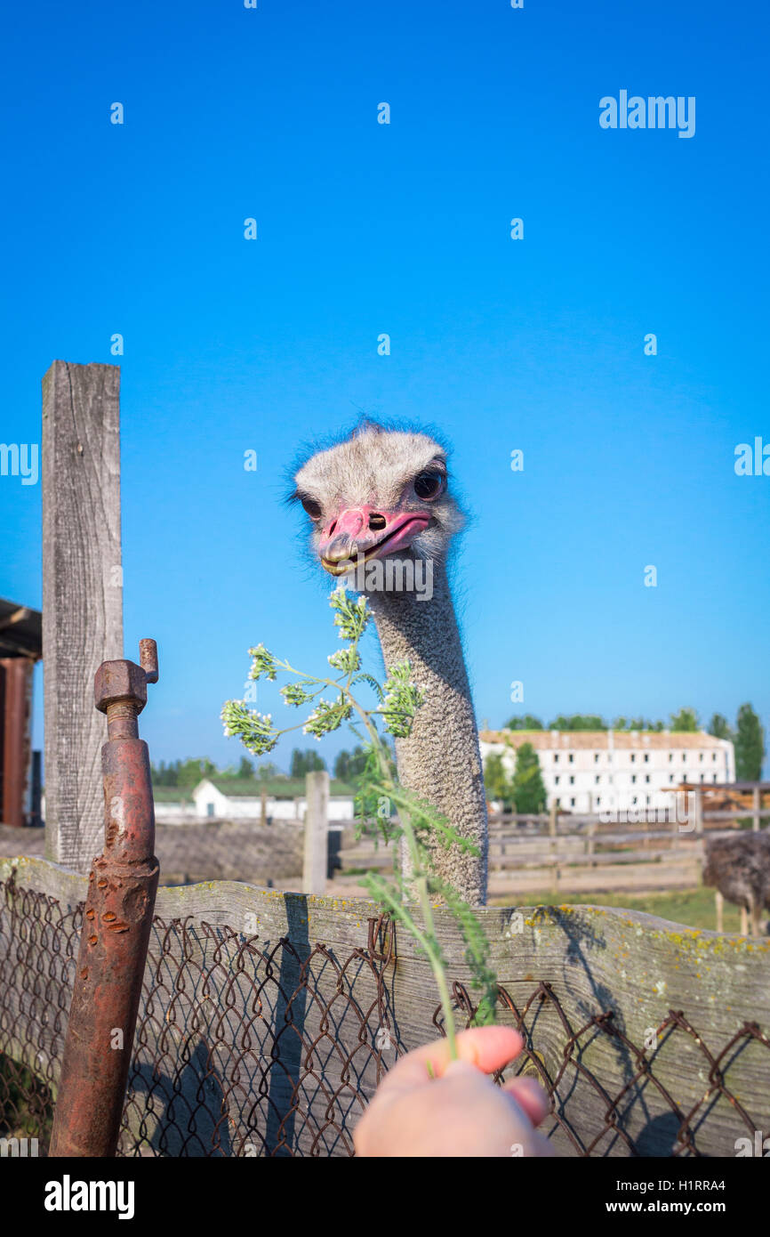 Ostrich birds on ostrich farm countryside Stock Photo - Alamy