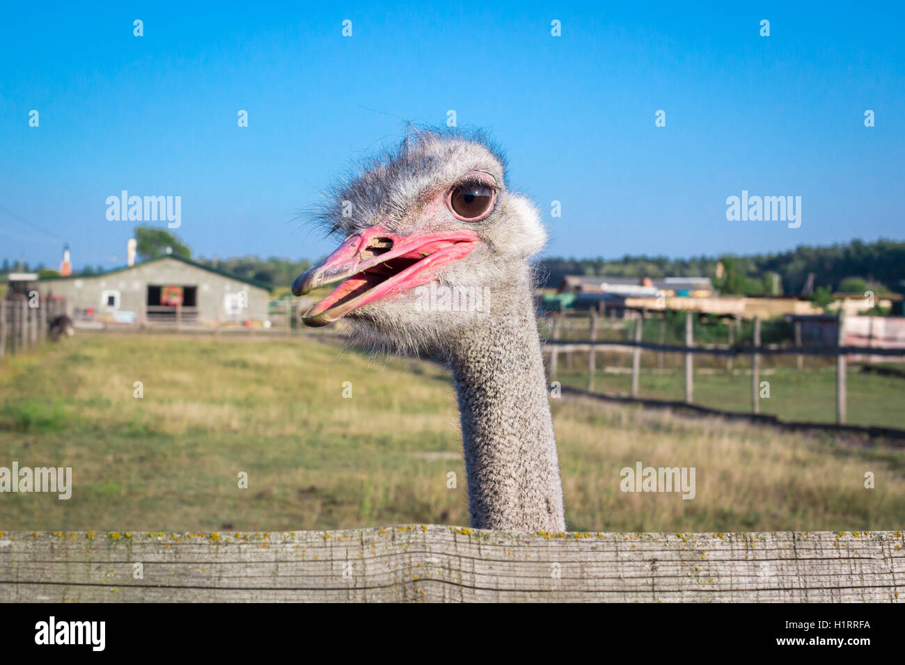 Ostrich farming hi-res stock photography and images - Alamy