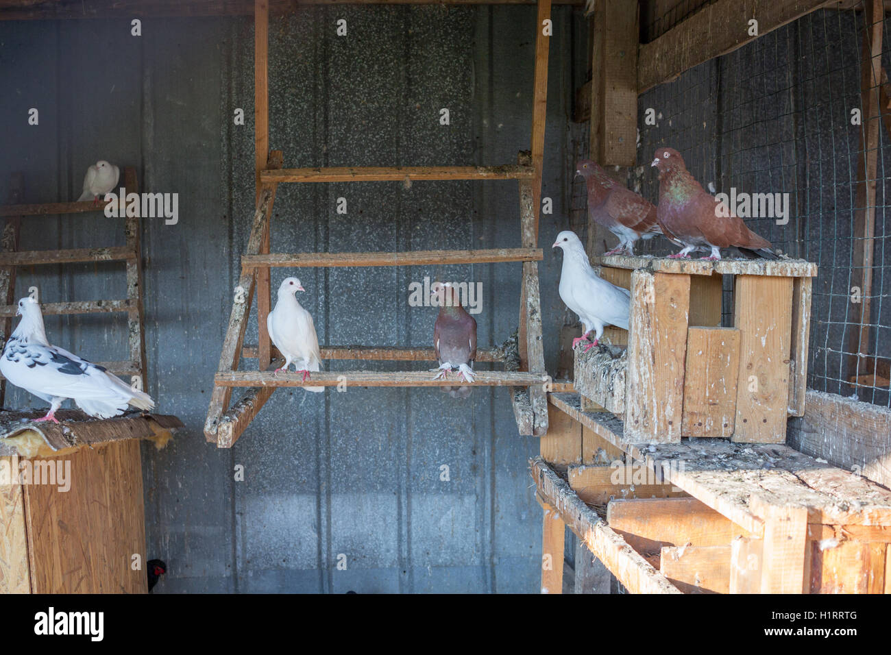 Pigeon Roost High Resolution Stock Photography and Images - Alamy