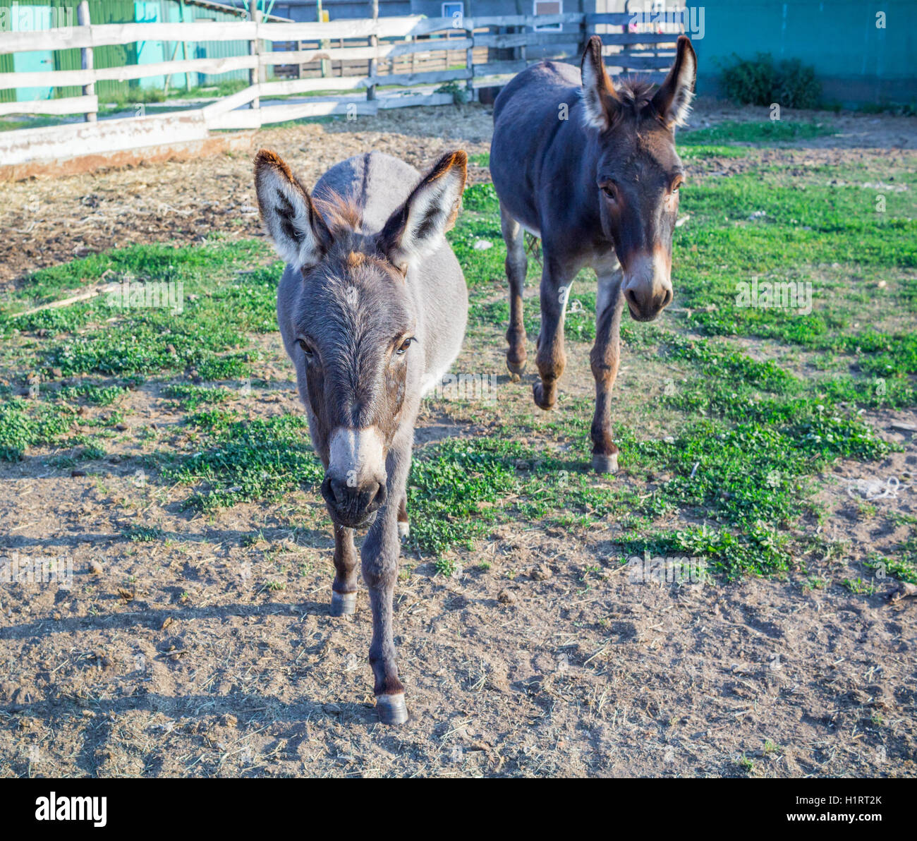 Donkey feeds and walks at animal farm countryside Stock Photo - Alamy