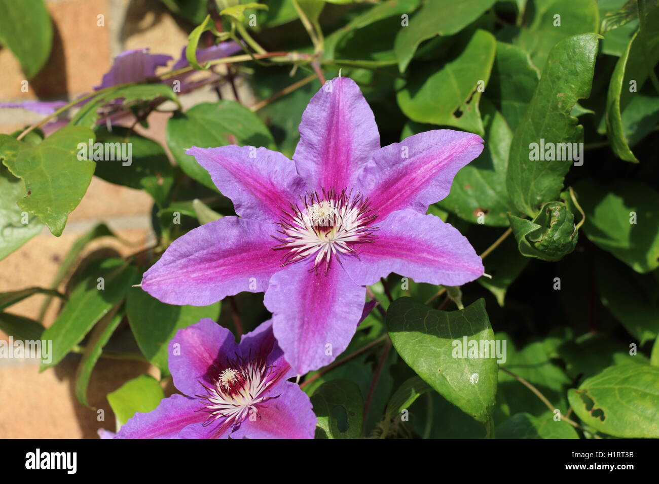 Clematis Fireworks growing in garden Stock Photo - Alamy