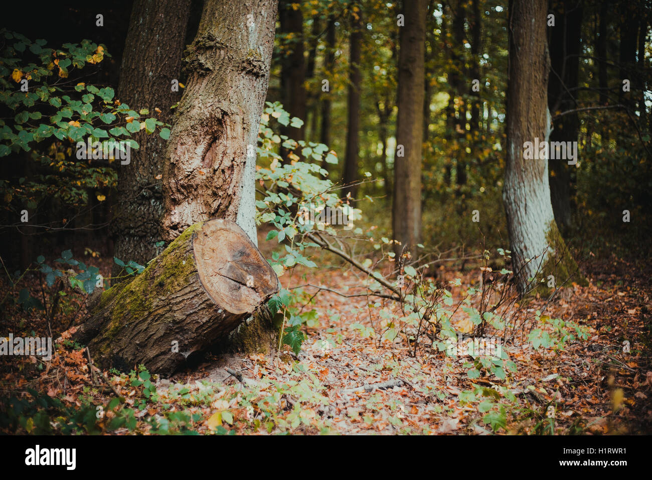 a broken forest in autumn Stock Photo - Alamy
