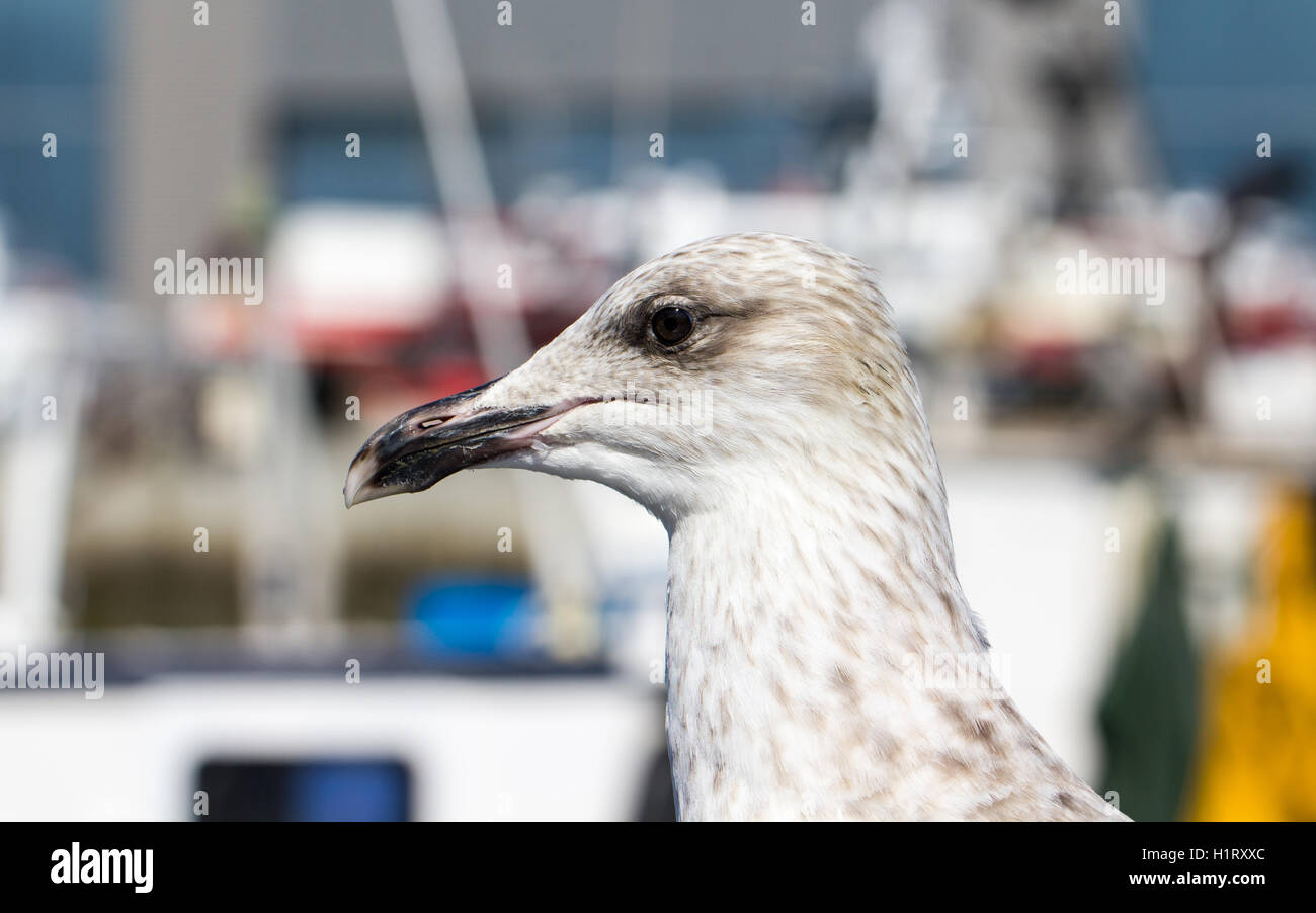 Gull profile hi-res stock photography and images - Alamy