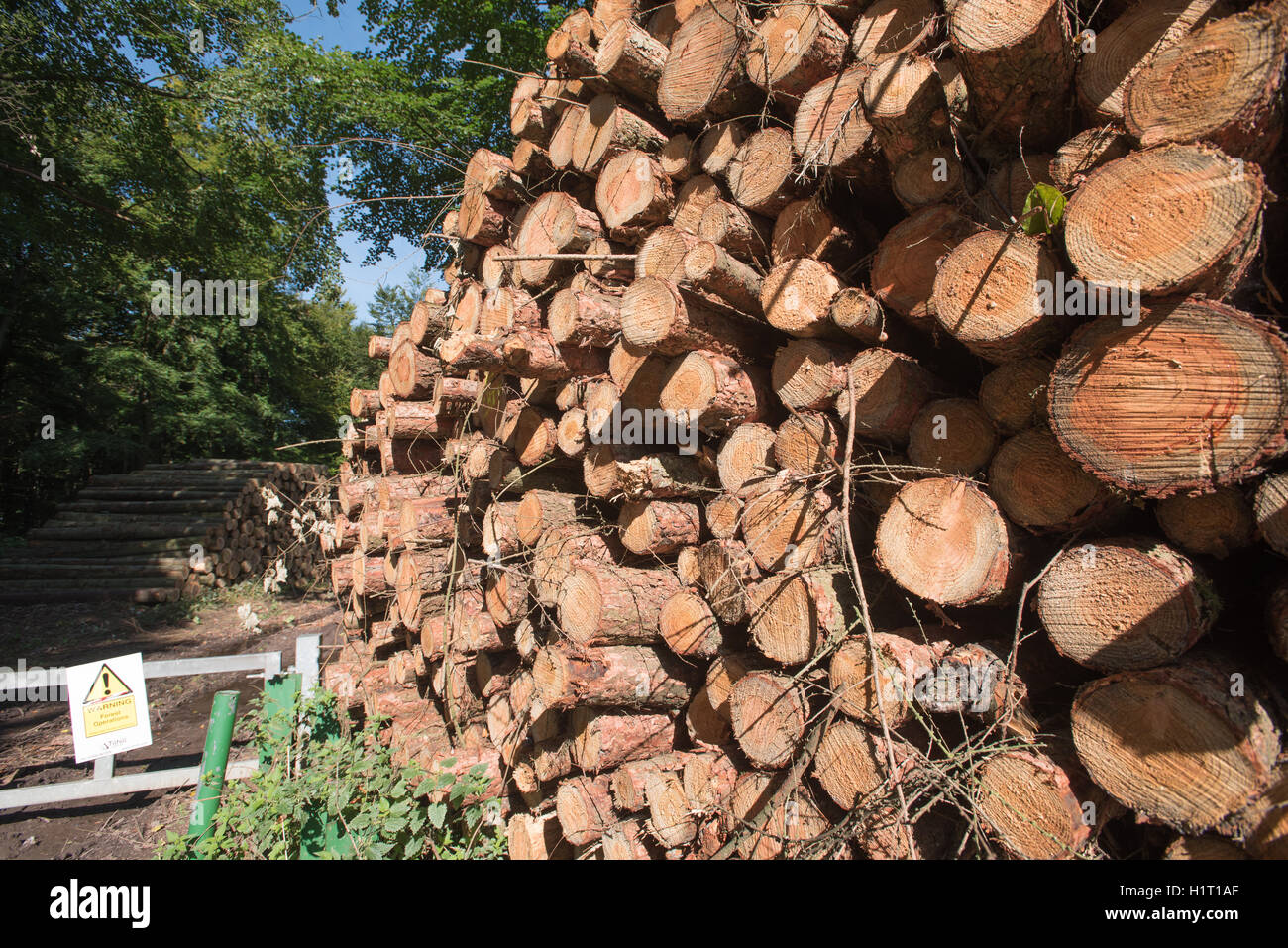 UK Hertfordshire softwood logging for chipping Stock Photo - Alamy