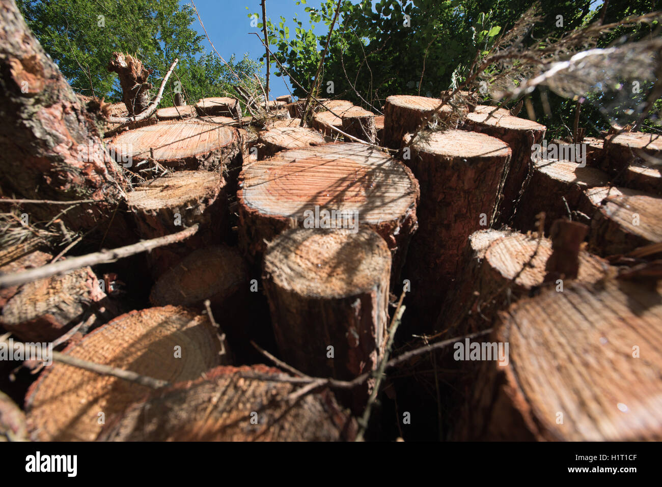 UK Hertfordshire softwood logging for chipping Stock Photo - Alamy