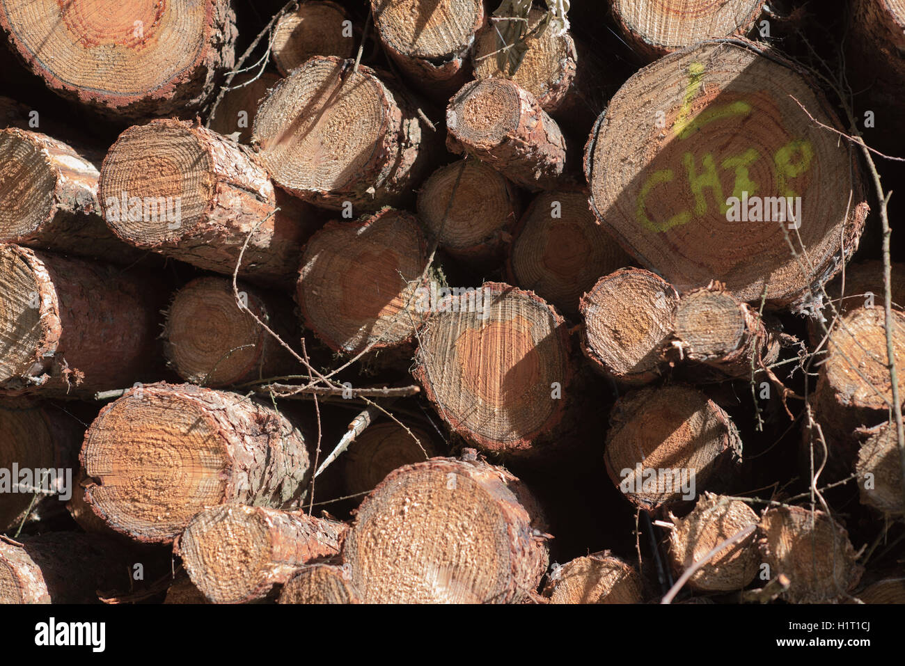 UK Hertfordshire softwood logging for chipping Stock Photo - Alamy