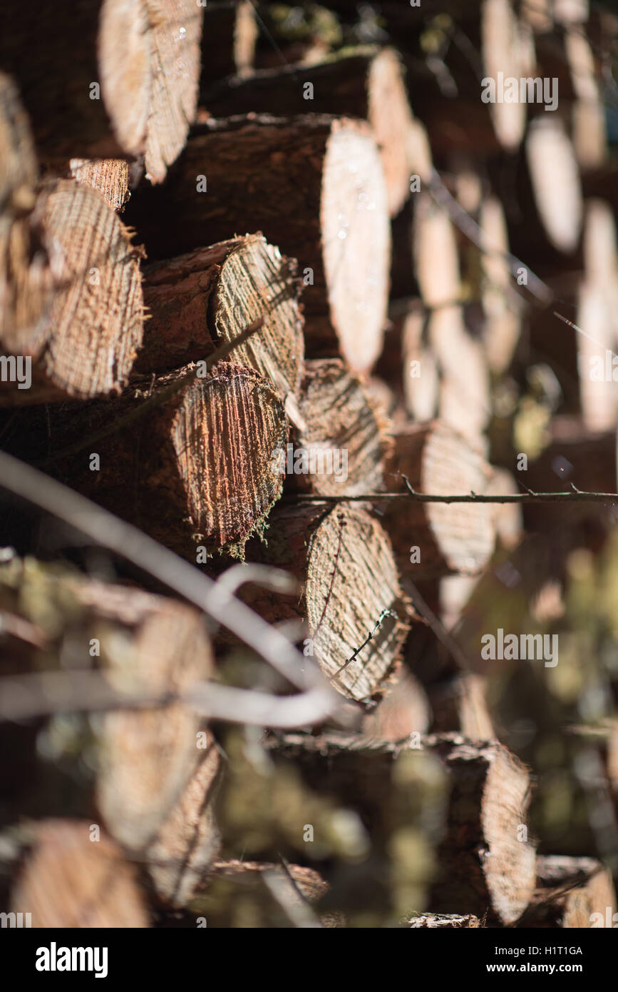 UK Hertfordshire softwood logging for chipping Stock Photo - Alamy