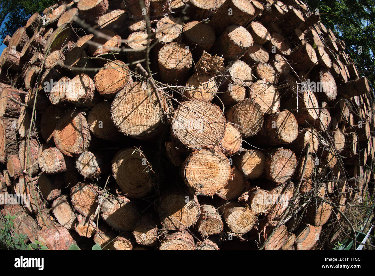 UK Hertfordshire softwood logging for chipping Stock Photo - Alamy
