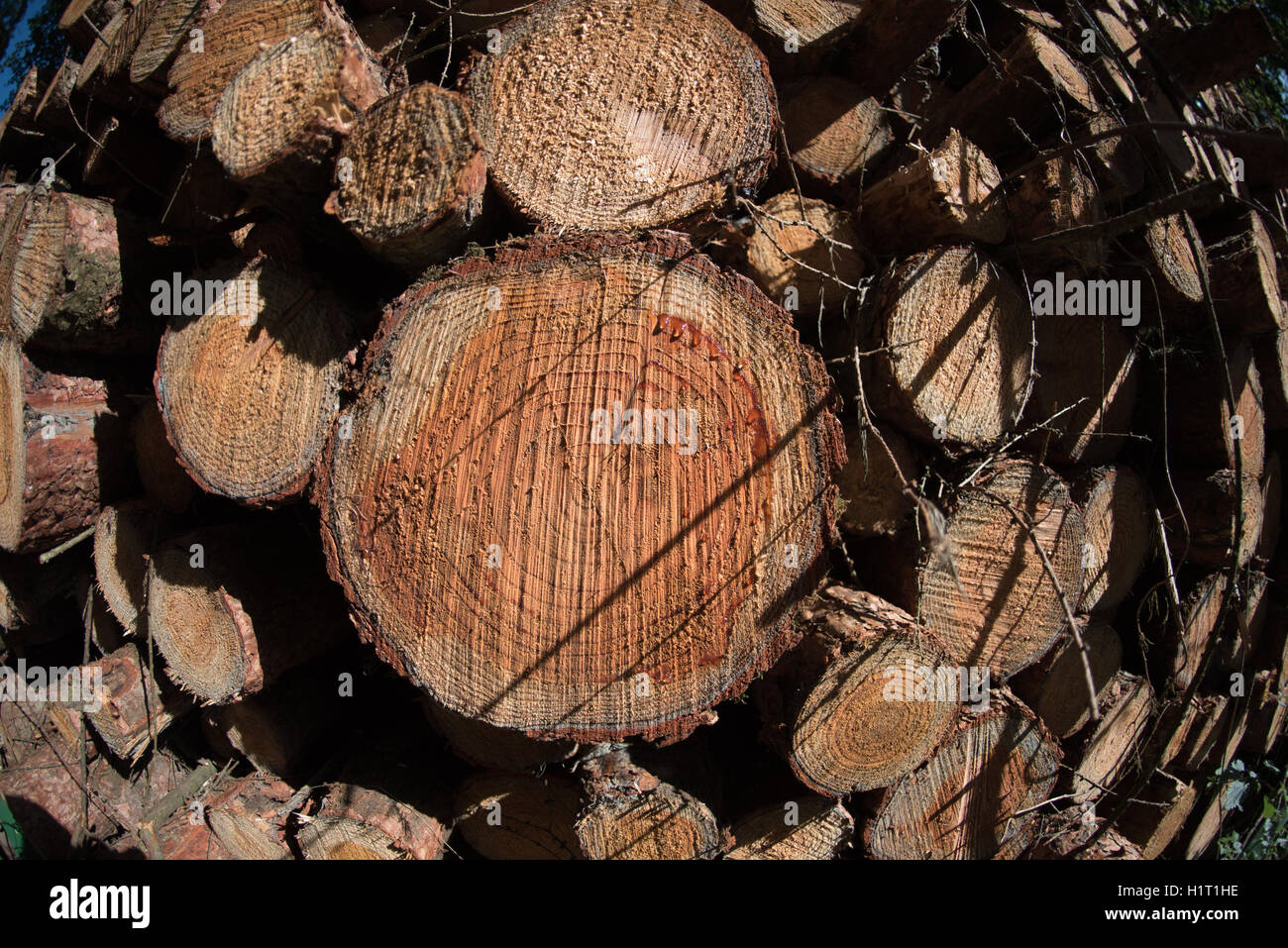 UK Hertfordshire softwood logging for chipping Stock Photo - Alamy