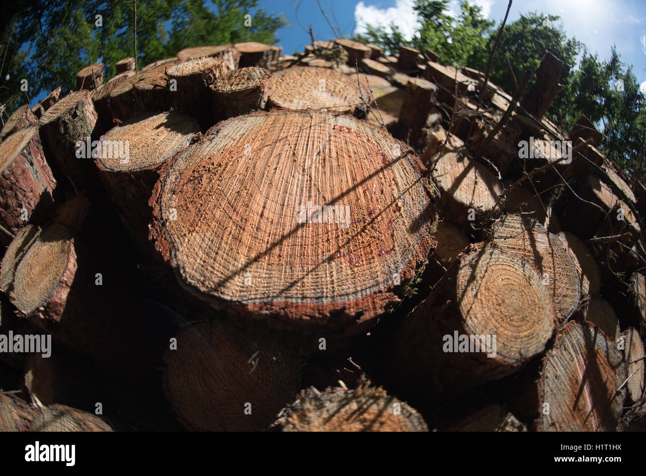 Uk sawn logs hi-res stock photography and images - Alamy
