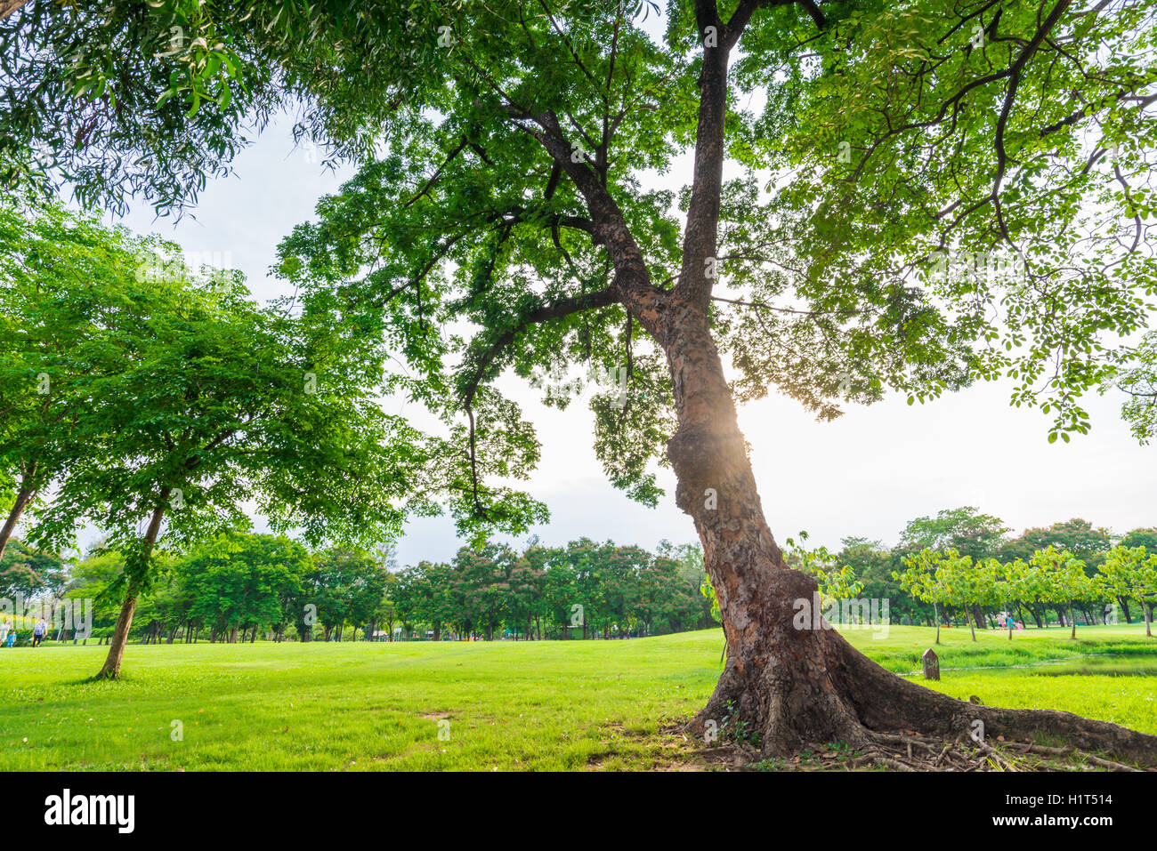 Big tree in puclic park for recreation of people Stock Photo - Alamy