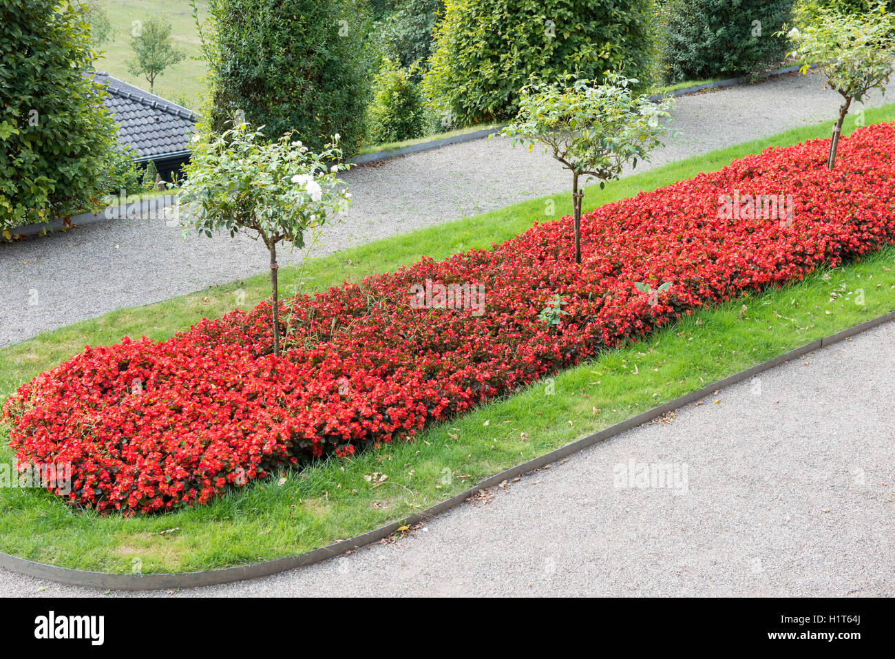 beautiful field of red flowers in public park Stock Photo - Alamy