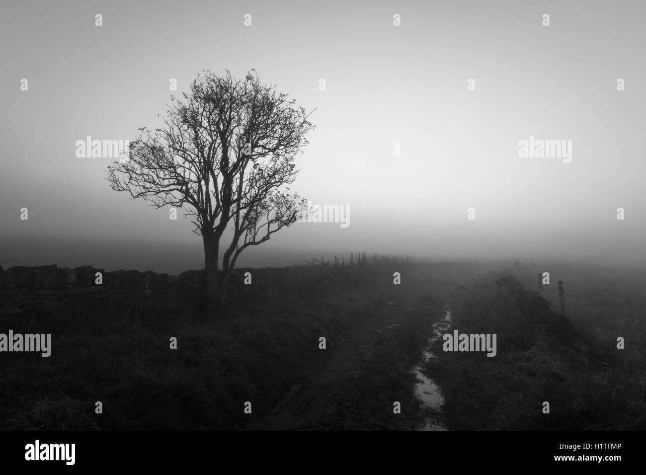 Yorkshire fog uk Black and White Stock Photos & Images - Alamy