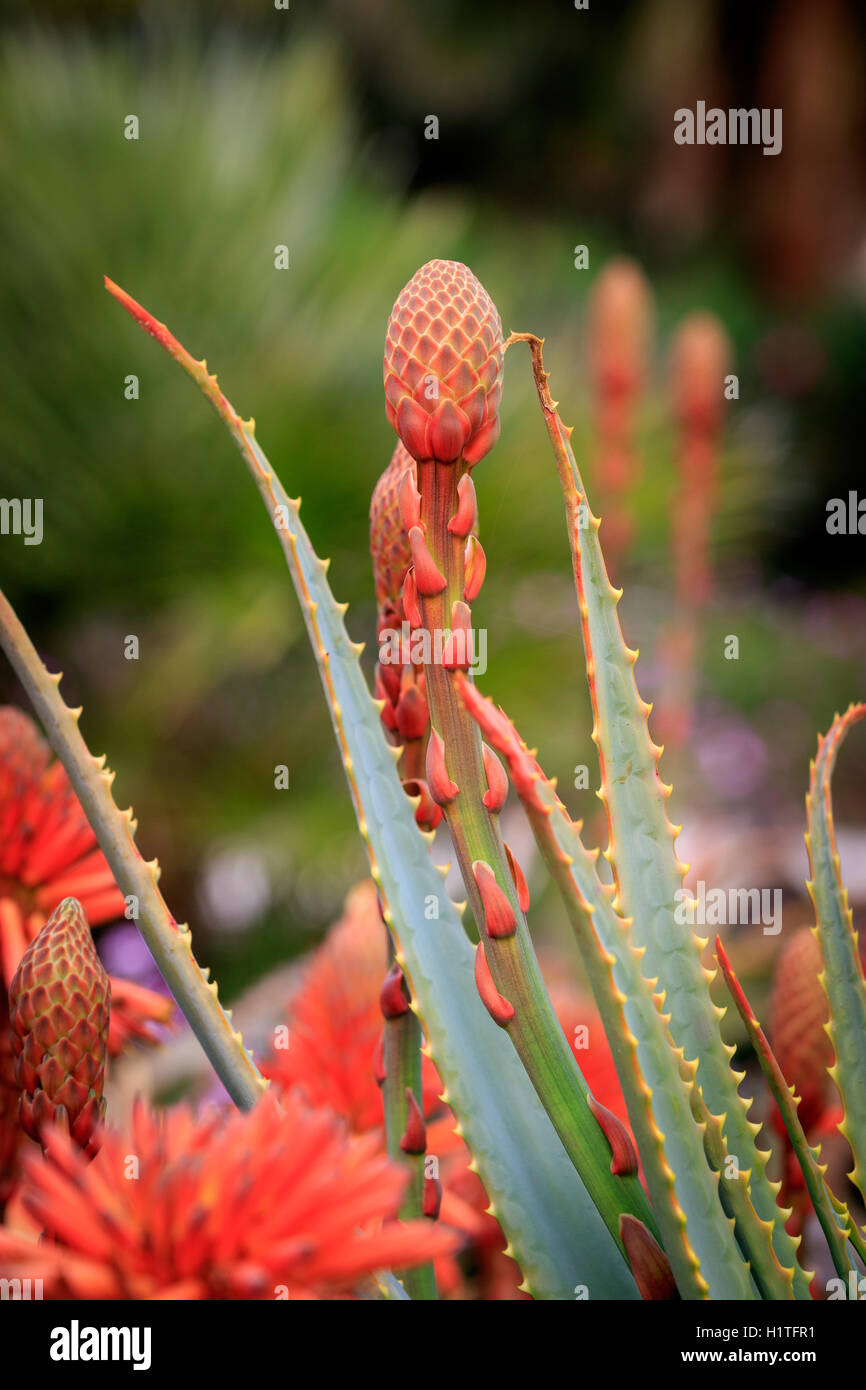 beautiful red succulent aloe vera plant flower Stock Photo - Alamy