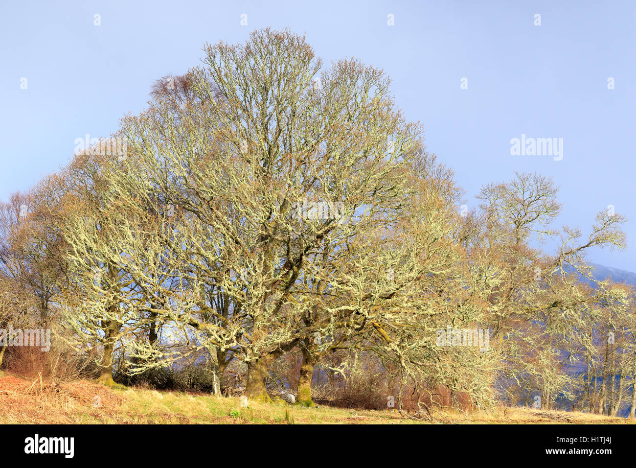 Scotland Tree Detail High Resolution Stock Photography and Images - Alamy