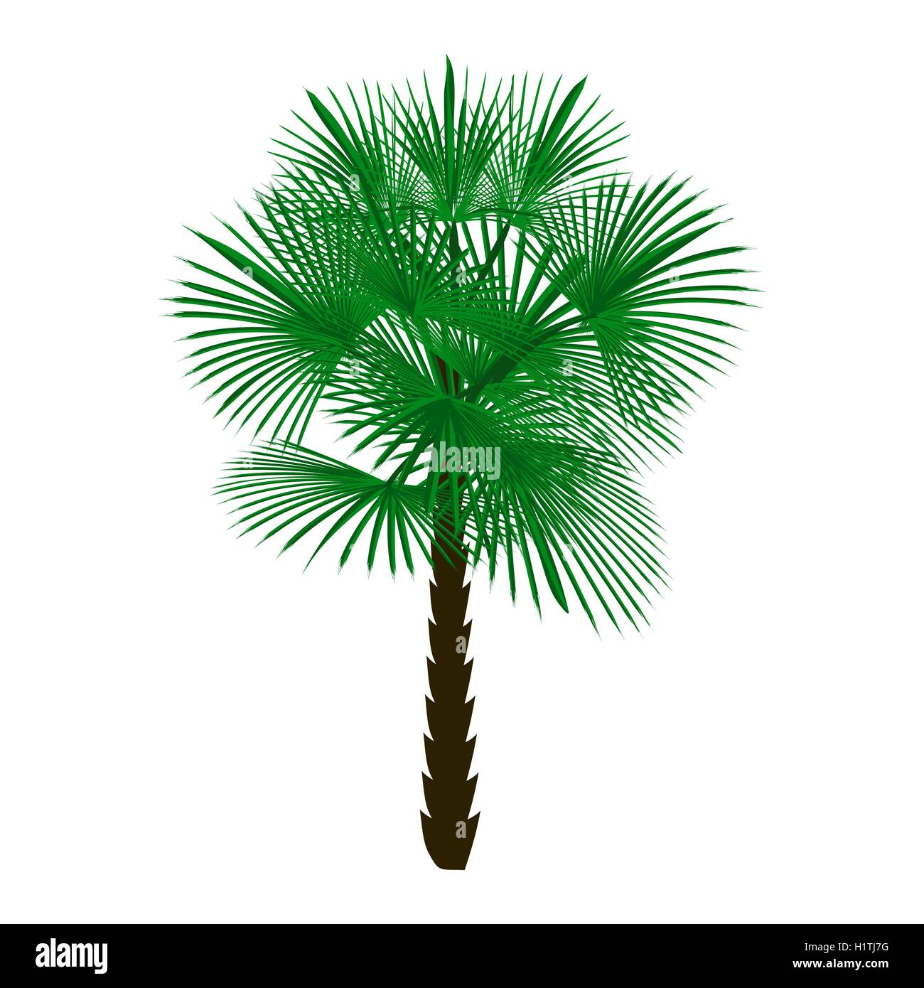 Bright palm trees on white Stock Vector Images - Alamy