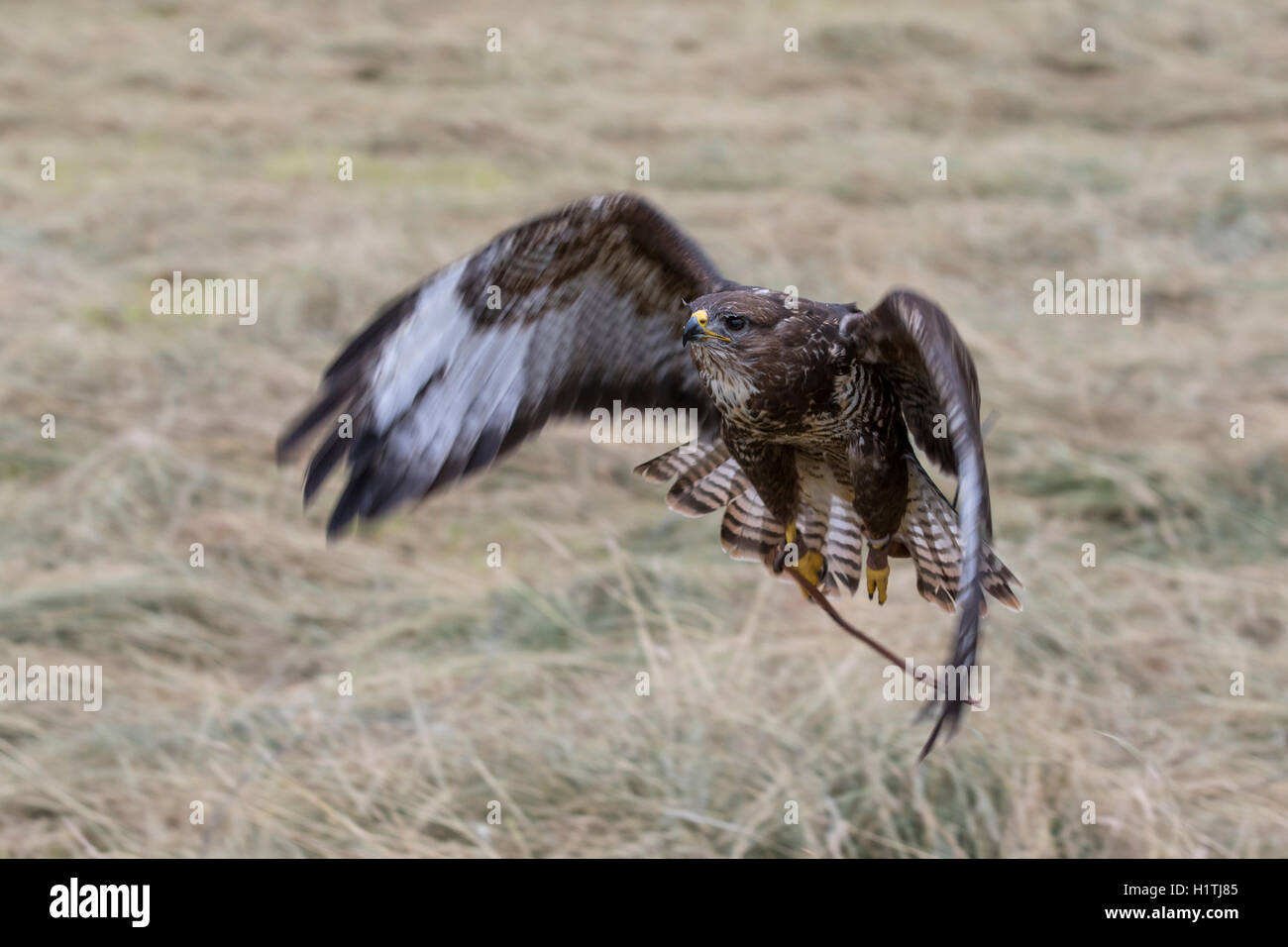 Big buzzard in flight over a meadow Stock Photo - Alamy