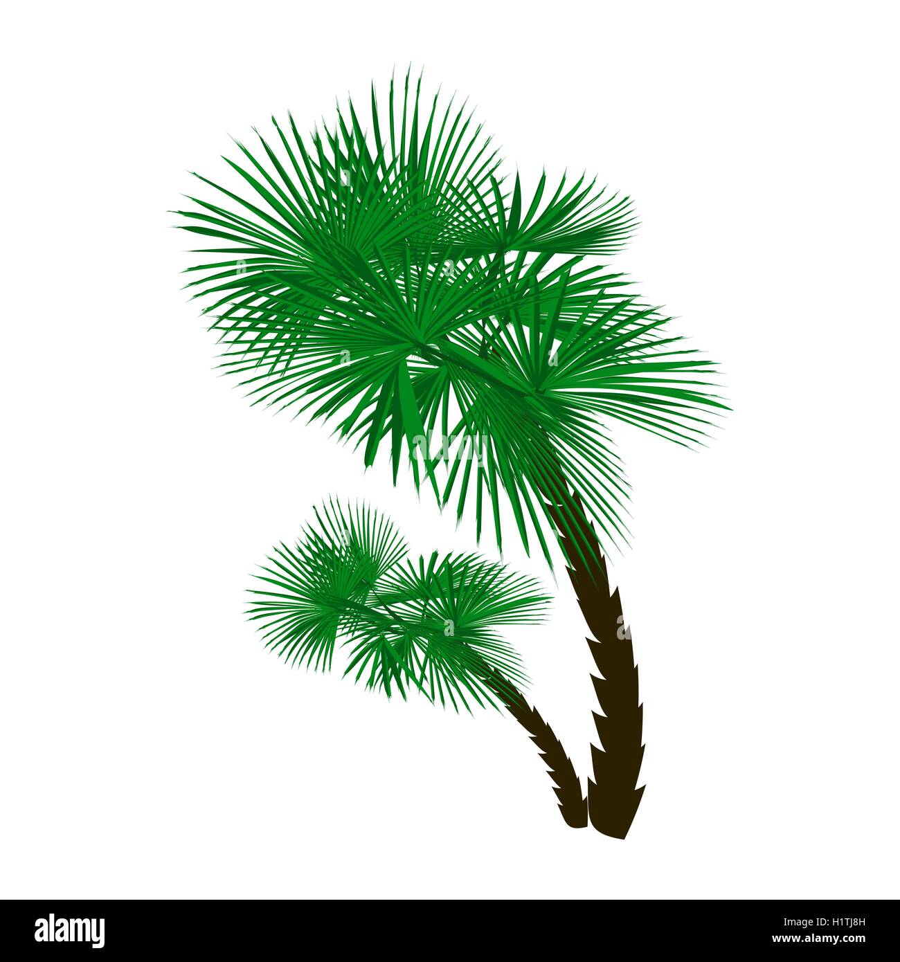 Two green palm trees at an angle isolated on white background ...