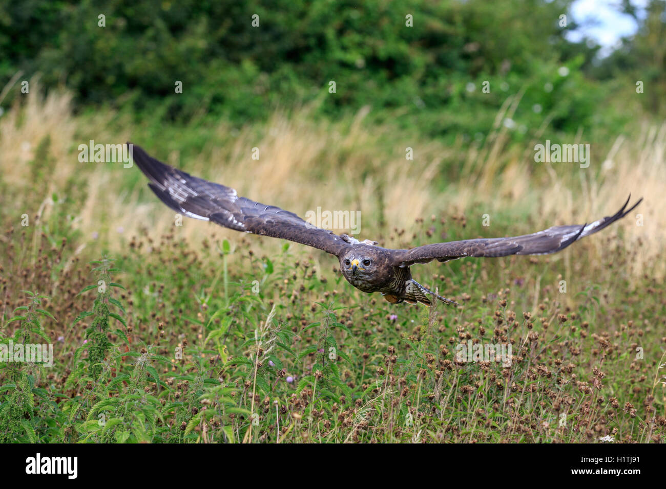 Buzzard in flight hi-res stock photography and images - Alamy