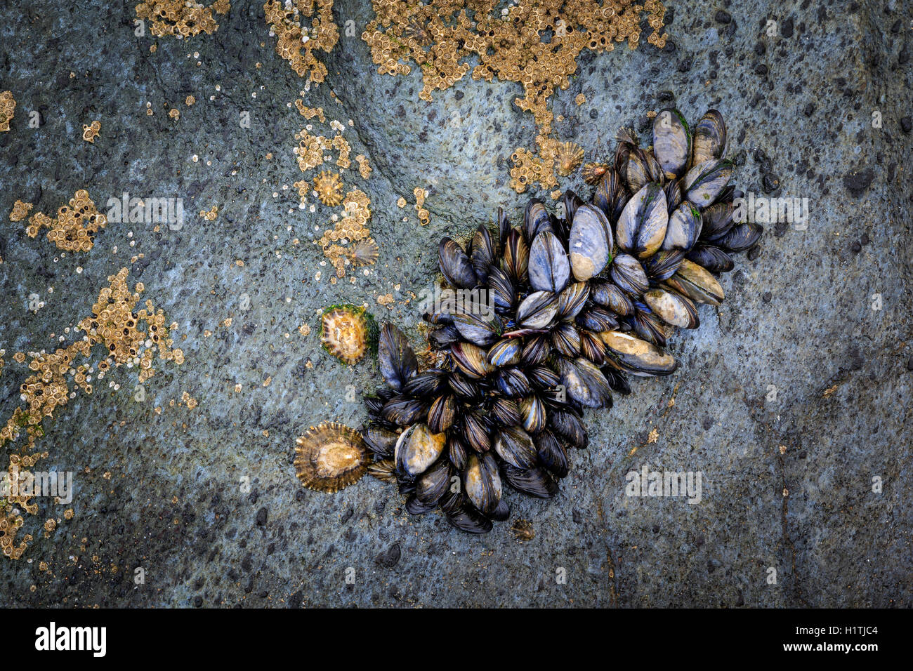 Bivalve barnacles hi-res stock photography and images - Alamy