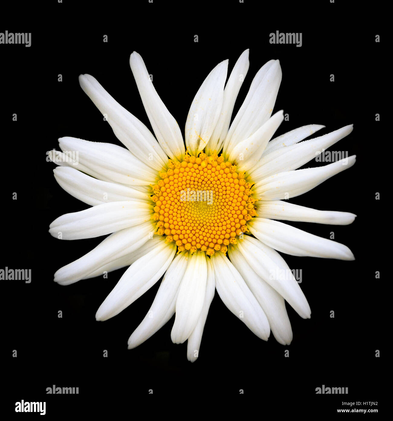 Botany oxeye daisy flower hi-res stock photography and images - Alamy